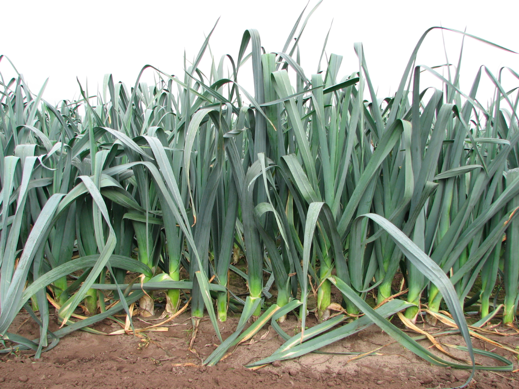 Schoon Water teelttip prei: goed water geven - Schoon WaterSchoon Water