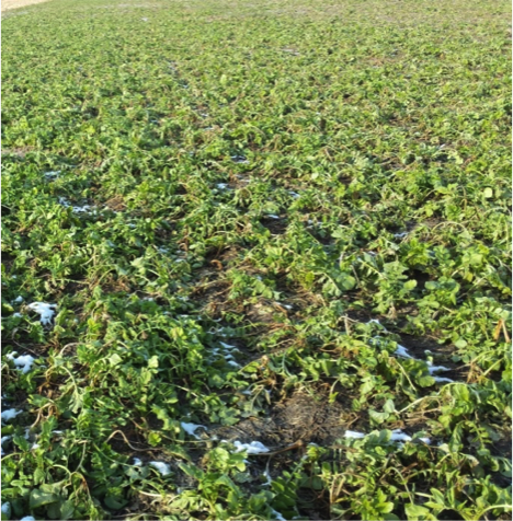 Teelttip Akkerbouw: groenbemesters nu aanpakken - Schoon WaterSchoon Water