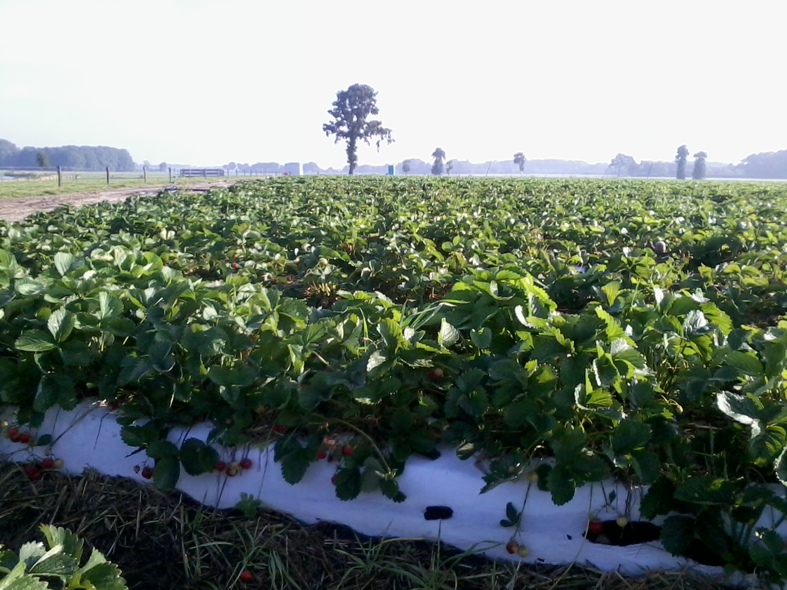 Schoon Water tip: Bemesting en plantgezondheid van de aardbei - Schoon ...