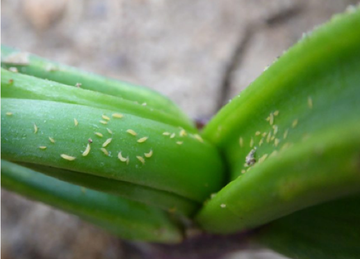 Schoon Water tip: trips in uien bestrijden - Schoon WaterSchoon Water