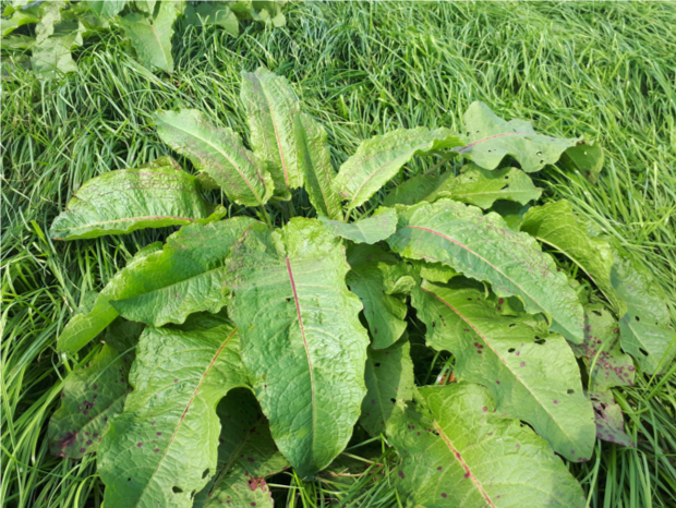 Schoon Water tip: Ridderzuring bestrijden in grasland - Schoon ...